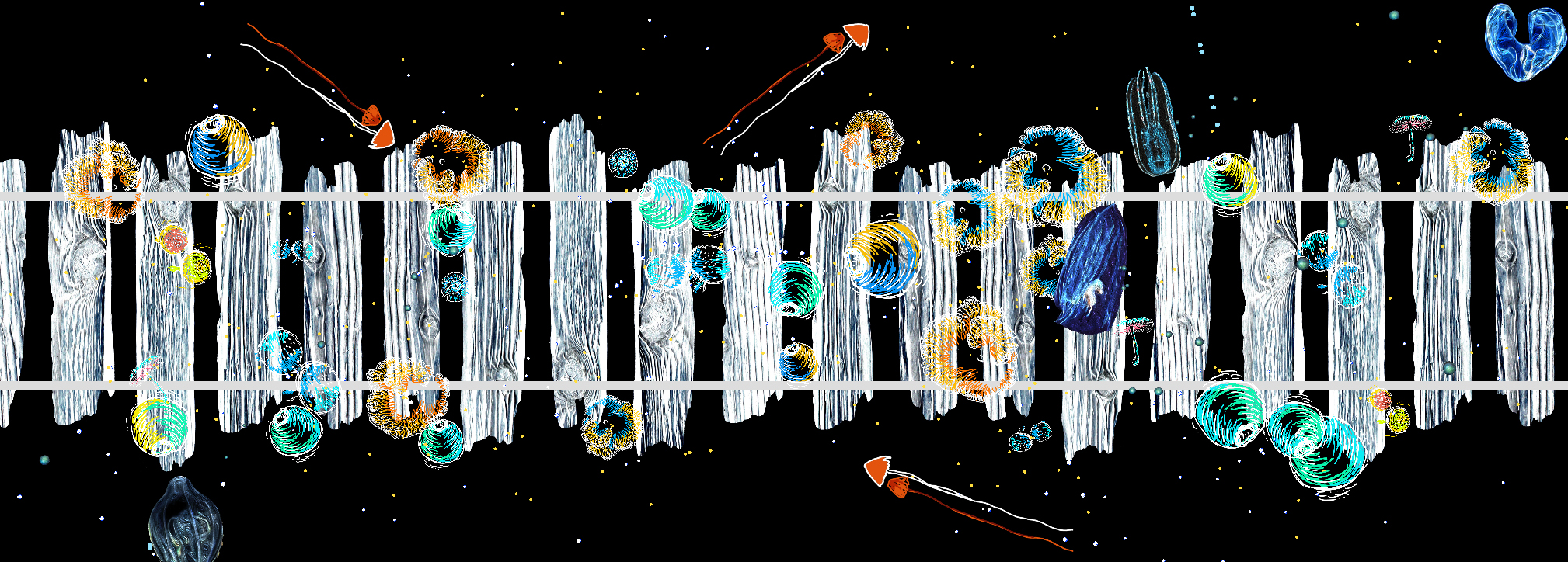 Alinta Krauth, If the Forest Wanders | Engage Arts